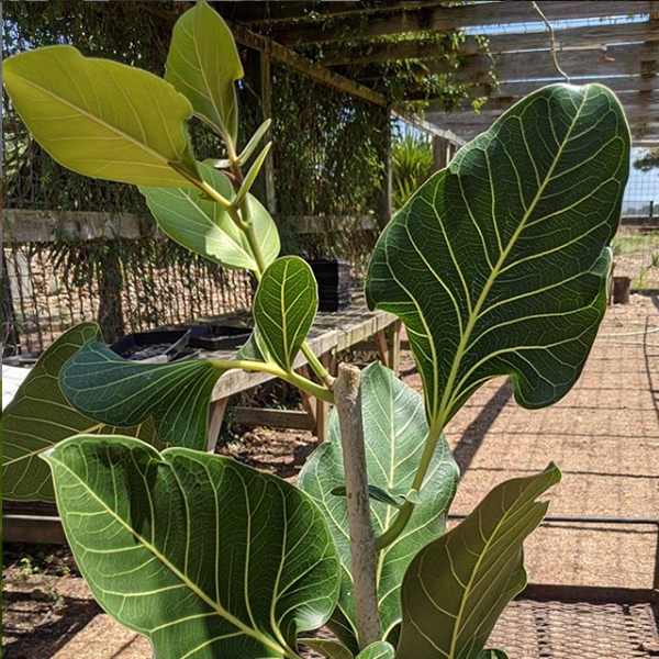 Ficus benghalensis 'Krishnae' - The John Fairey GardenThe John Fairey ...